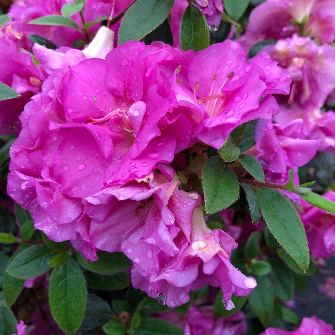 Azalea PERFECTO MUNDO® double Purple Proven Winners Colorchoice ...