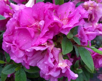 Perfecto Mundo Double Purple Reblooming Azalea. Native Live Plant - Etsy