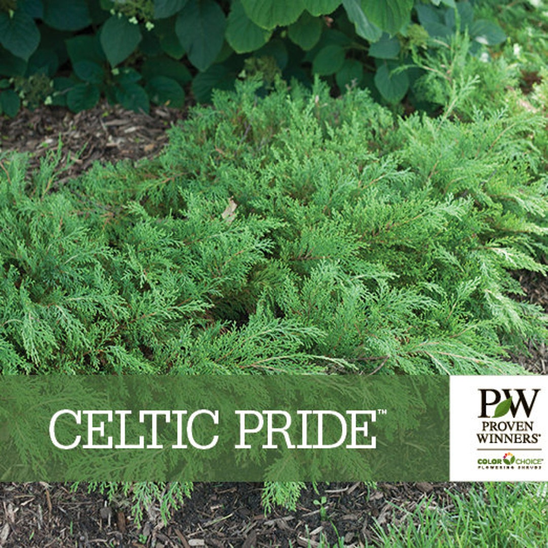 CELTIC PRIDE, Siberian Cypress, Proven Winners Color Choice Flowering ...