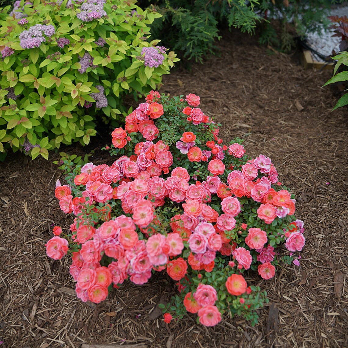 OSO EASY Mango Salsa, Proven Winners Flowering Shrubs Rose Quart Pot - Etsy