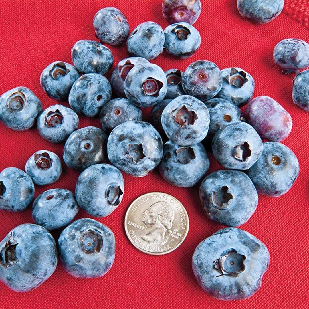 Chandler Blueberry 8-15" 3yr Old Plants, Large and Flavorful Berries ...