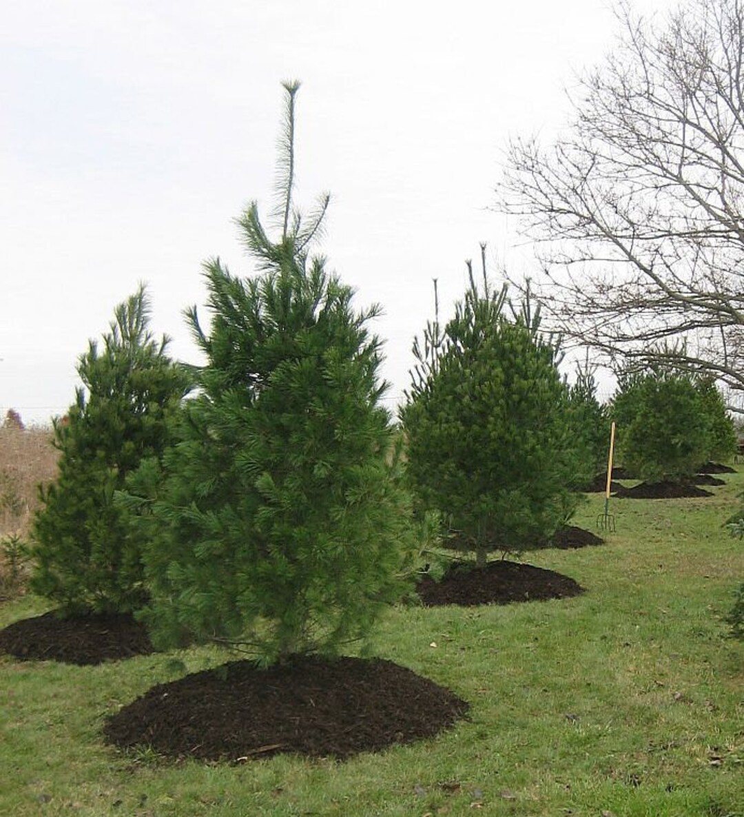 5 Pack, White Pine 8-12" Transplants. Fast Growing Evergreen, Beautiful ...