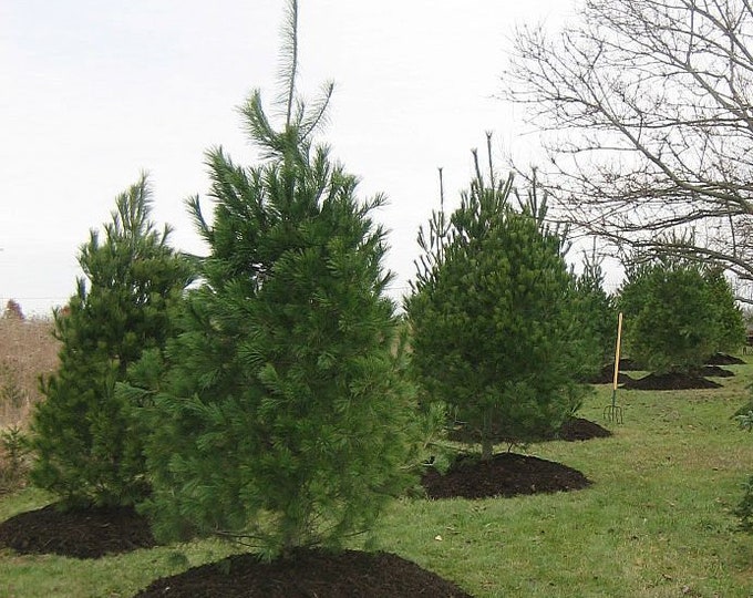 5 Pack, White Pine 8-12