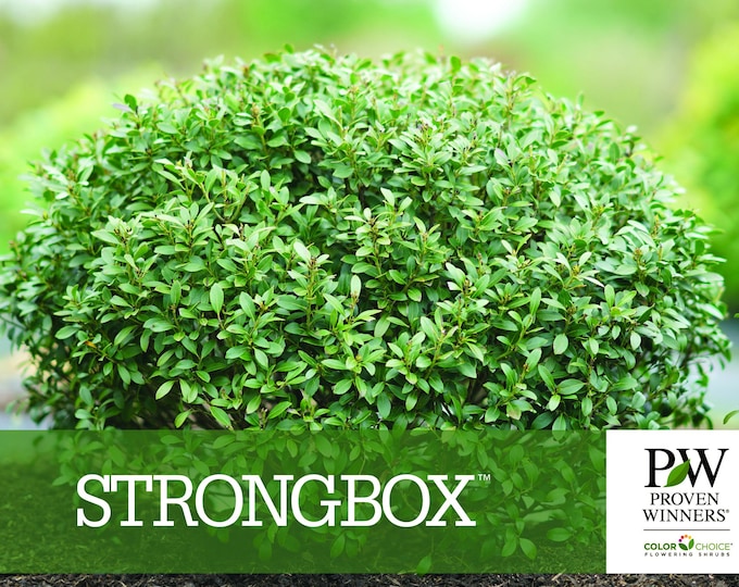 STRONGBOX Holly - Inkberry, Hedge, Compact Boxwood Alternative - Etsy