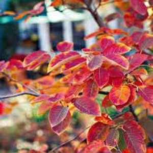 3-4 Ft. TREE FORM Serviceberry 'autumn Brilliance' Bareroot, Spring ...