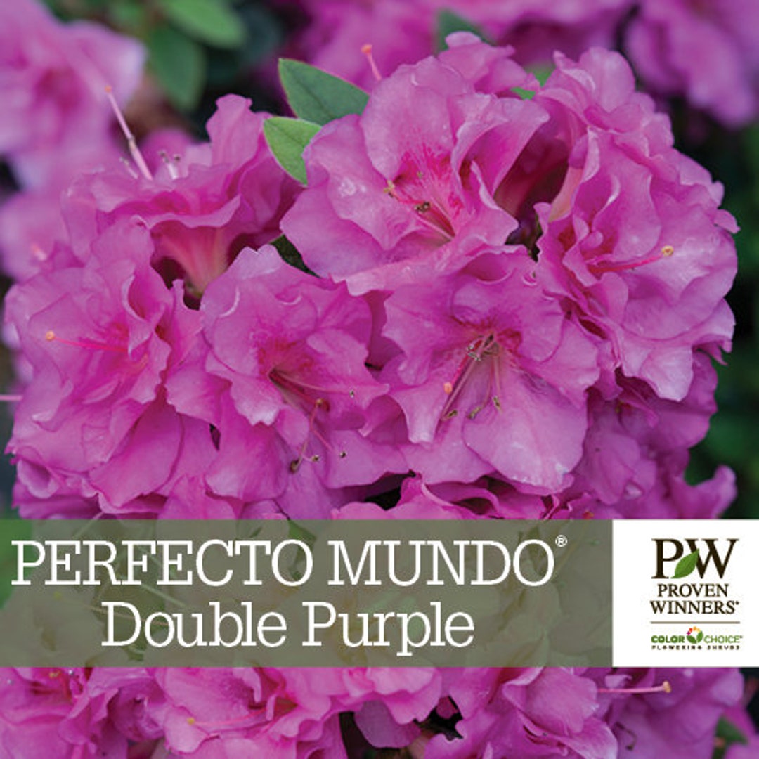 Azalea PERFECTO MUNDO® "double Purple" Proven Winners Colorchoice ...