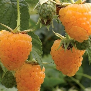 Raspberry "fall Gold" 8-12" Tall 4" Pot Size - Etsy