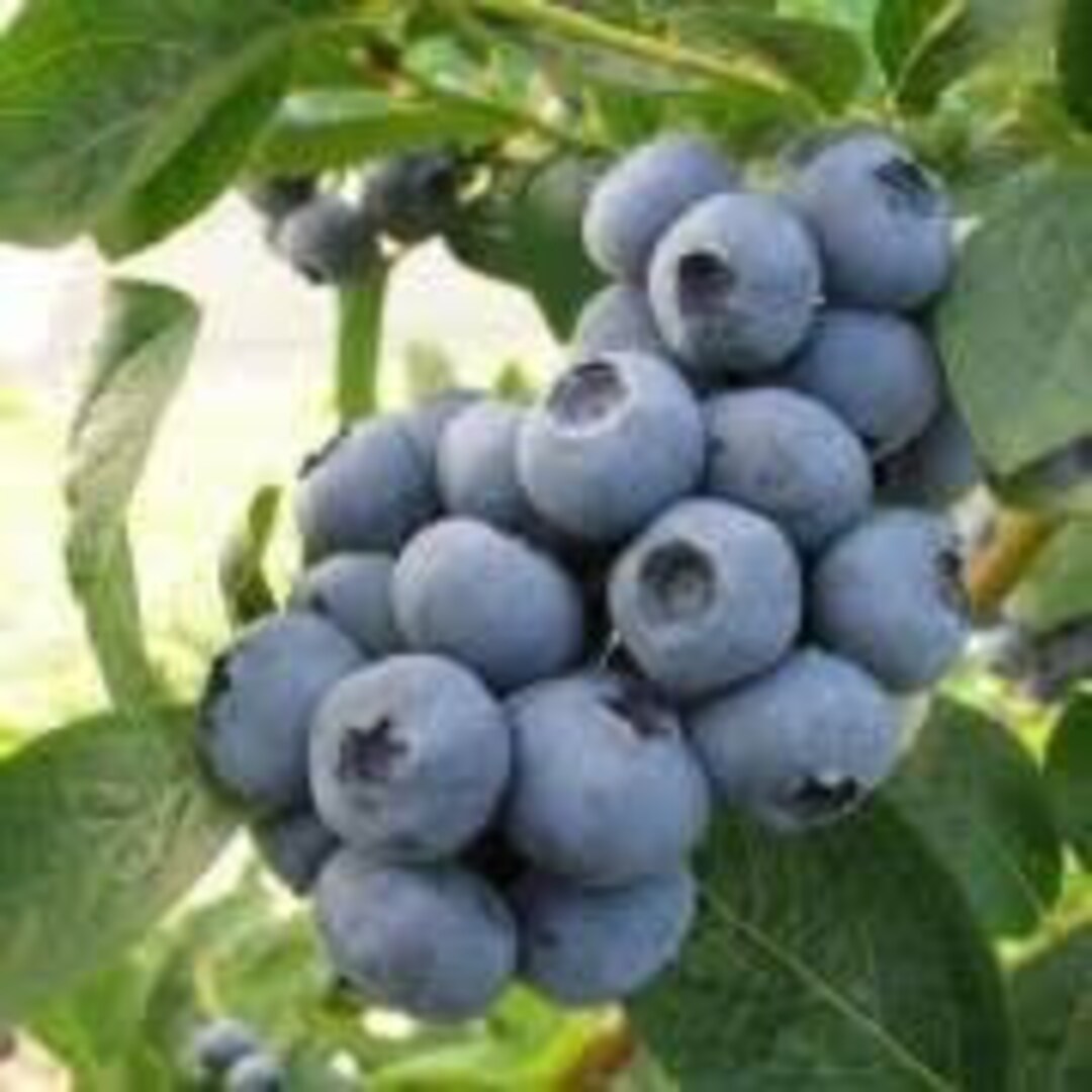 Toro Blueberry Bush 12-15, 3 Yr Olds, Vigorous and Upright Growing on ...