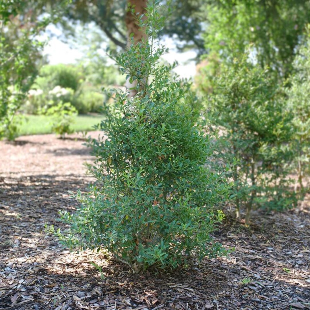 SQUEEZEBOX Holly - Inkberry, UPRIGHT HABIT, Proven Winners, - Etsy