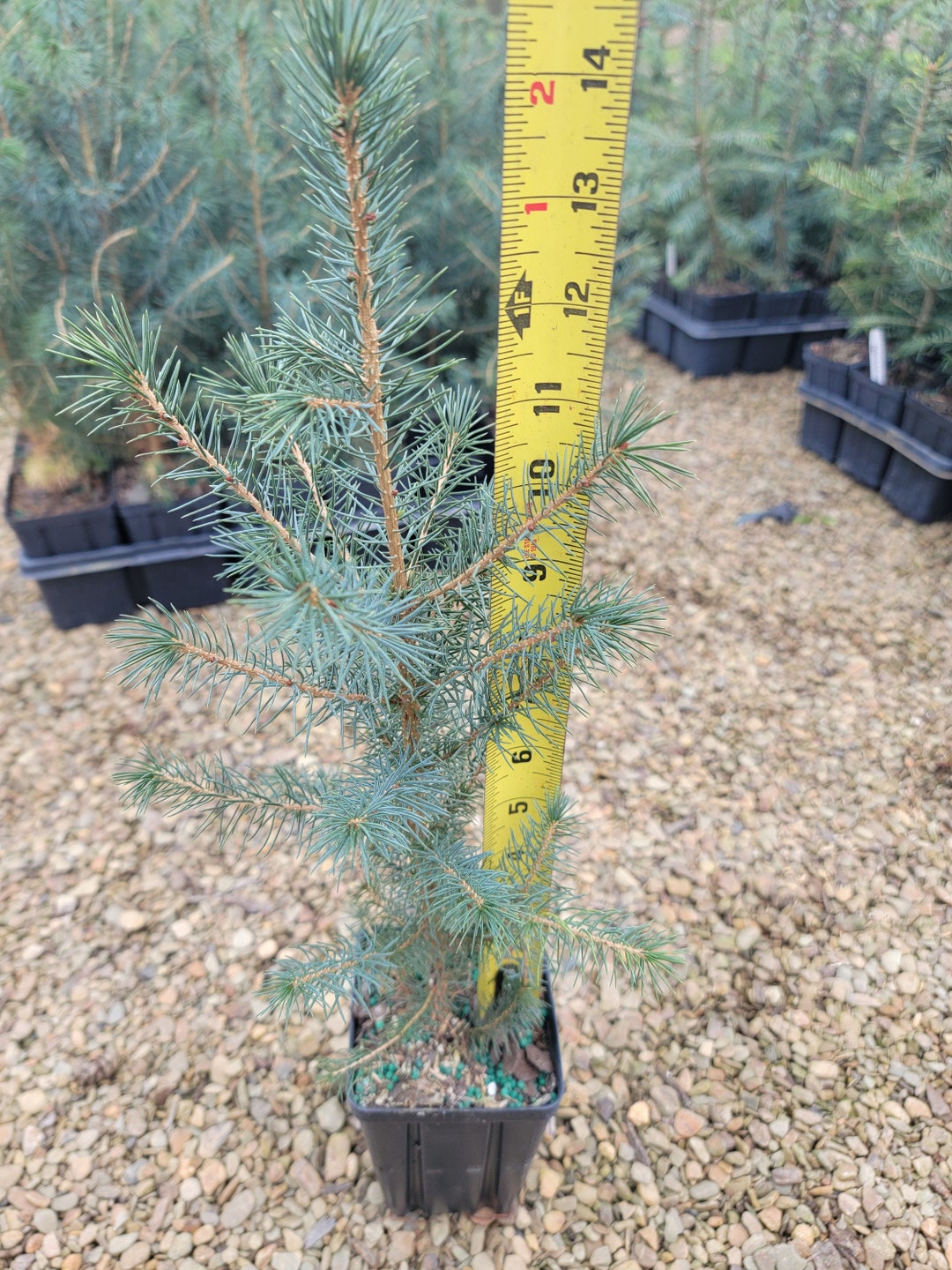 10-12" Serbian Spruce Transplant, Fast Growing Evergreen, Beautiful ...