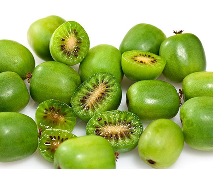 Anna and Clark, Hardy Kiwi With Pollenating Set of 2 Plants. Cold Hardy ...