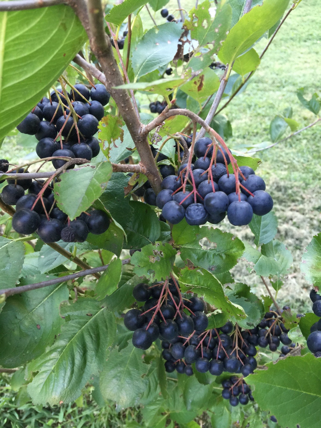 VIKING ARONIA Berry Plant. Starter Plants 4" Pot, Superfood Plant. - Etsy