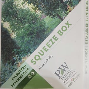 SQUEEZEBOX Holly - Inkberry, UPRIGHT HABIT, Proven Winners, - Etsy