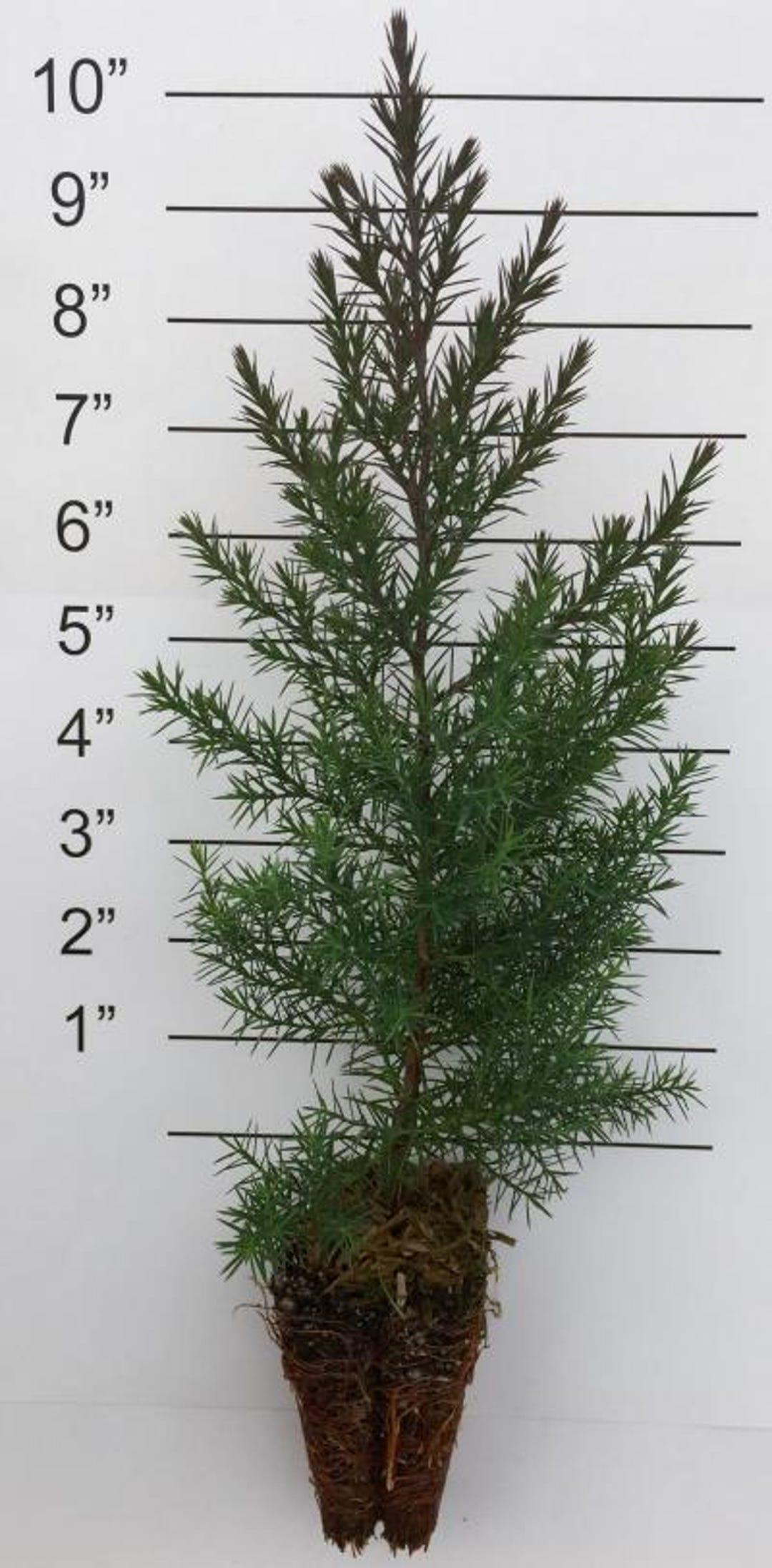 5 PACK ,8-16" Eastern Red Cedar Transplant, 4" Pot, Beautiful ...
