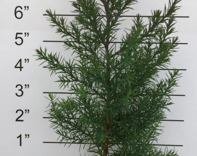 5 PACK ,8-16" Eastern Red Cedar Transplant, 4" Pot, Beautiful ...