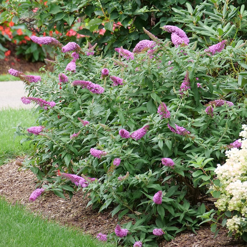 Butterfly Bush PUGSTER PINKER® Proven Winners Colorchoice Flowering ...