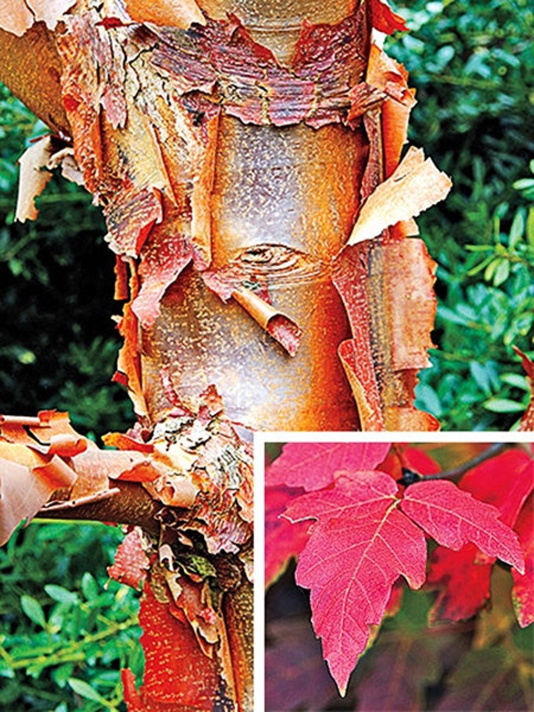 35+ Paperbark Maple Seeds, Highly Ornamental, Fresh Harvest 2025, FREE ...