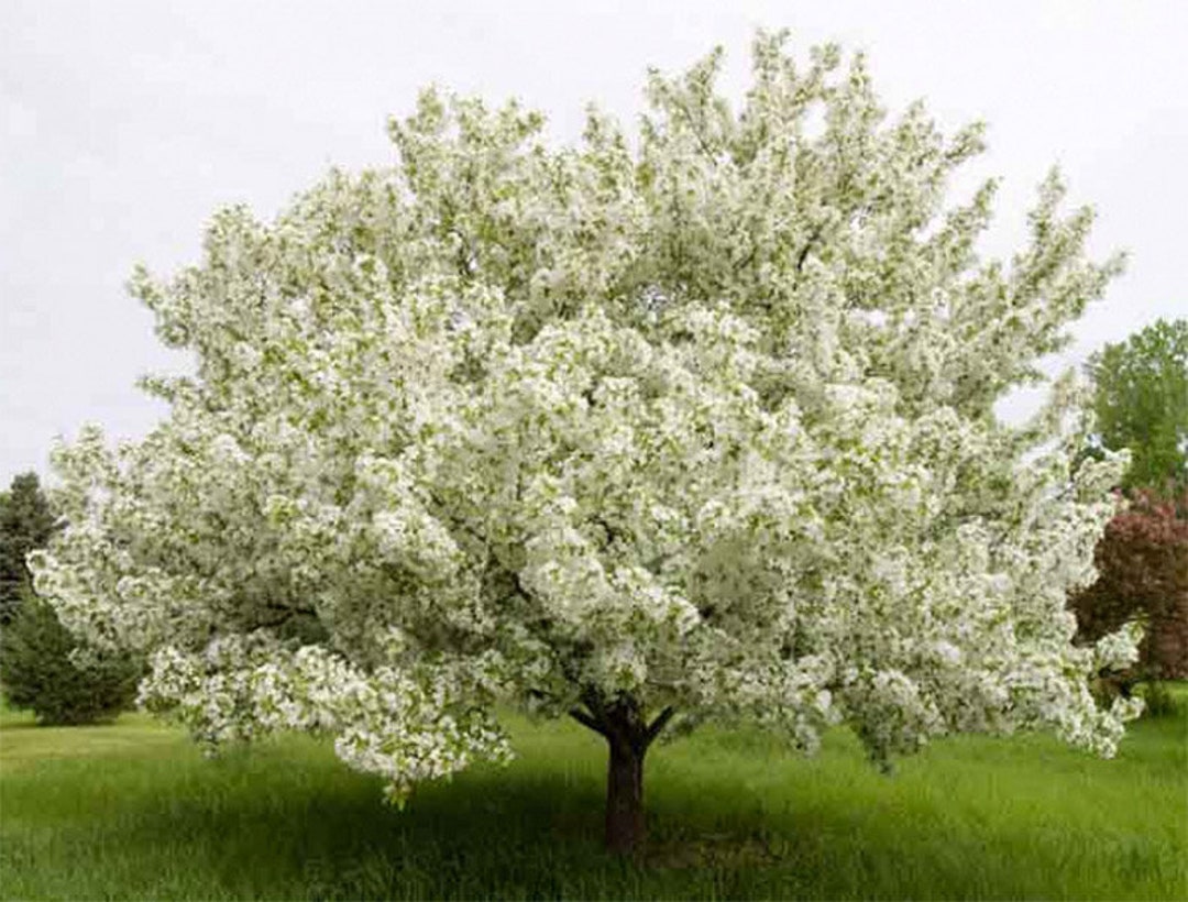 Himalayan Crabapple, Malus Baccata Var. Himalaica, Bonsai, 25+ Seeds ...