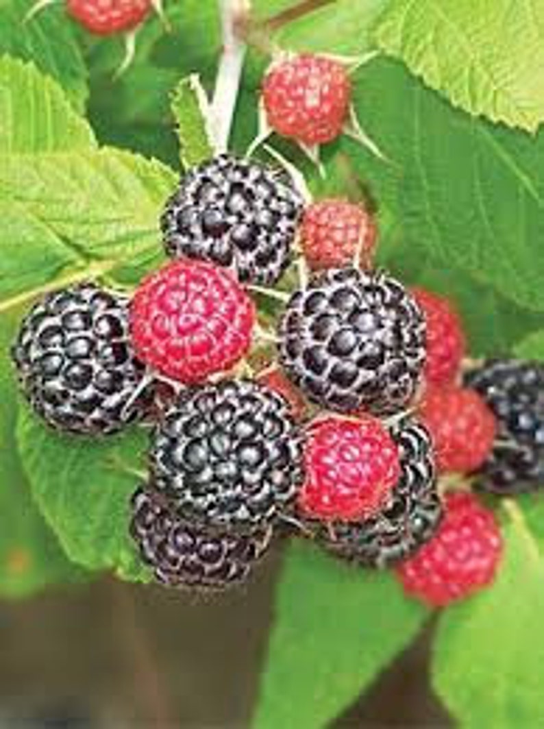 Jewel Black Raspberry Plants, 8-12 Prolific Producer - Etsy