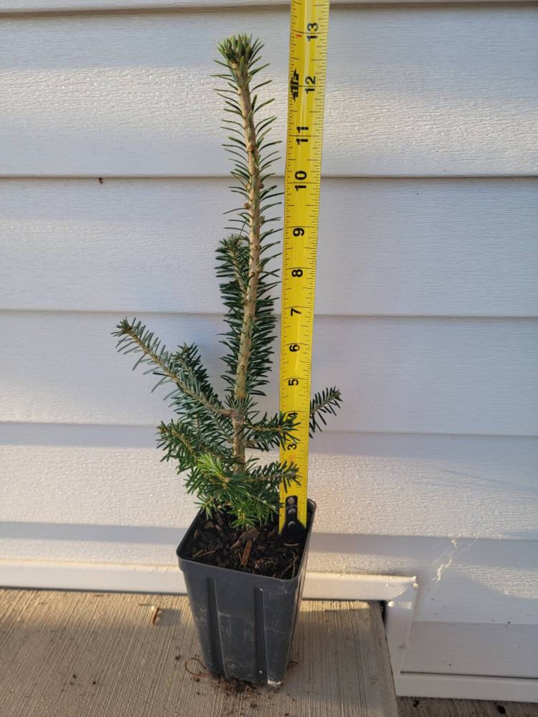 8-10" Fraser Fir, Beautiful Ornamental Fir With Blue Green Color. Very ...