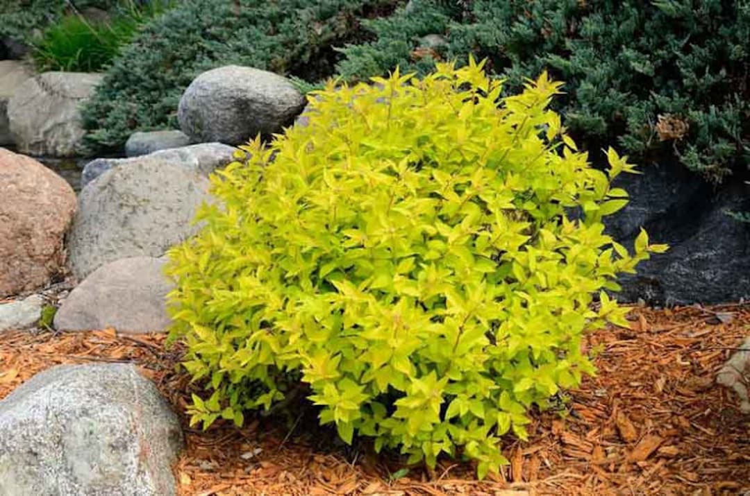 Gold Mound Spirea, Spiraea Japonica 'goldmound " Gallon Size, Stunning ...