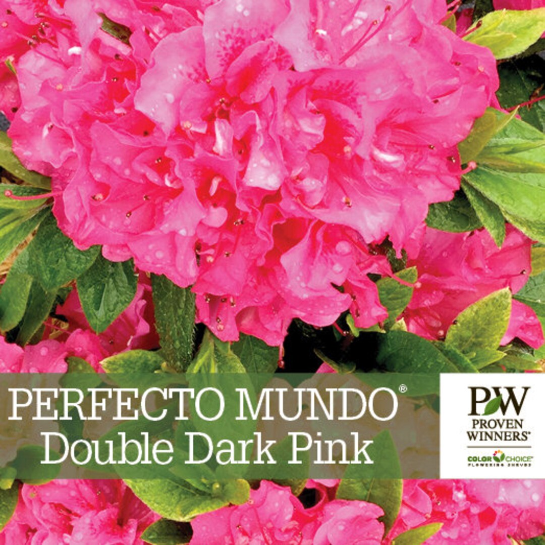 PERFECTO MUNDO® Double Dark Pink Azalea Rebloomer Proven Winners ...