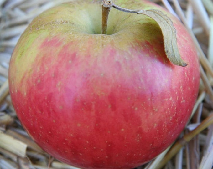 Dwarf Honey Cider Apple Tree, 4FT, Dwarf Size on G 214 Rootstock, Great ...