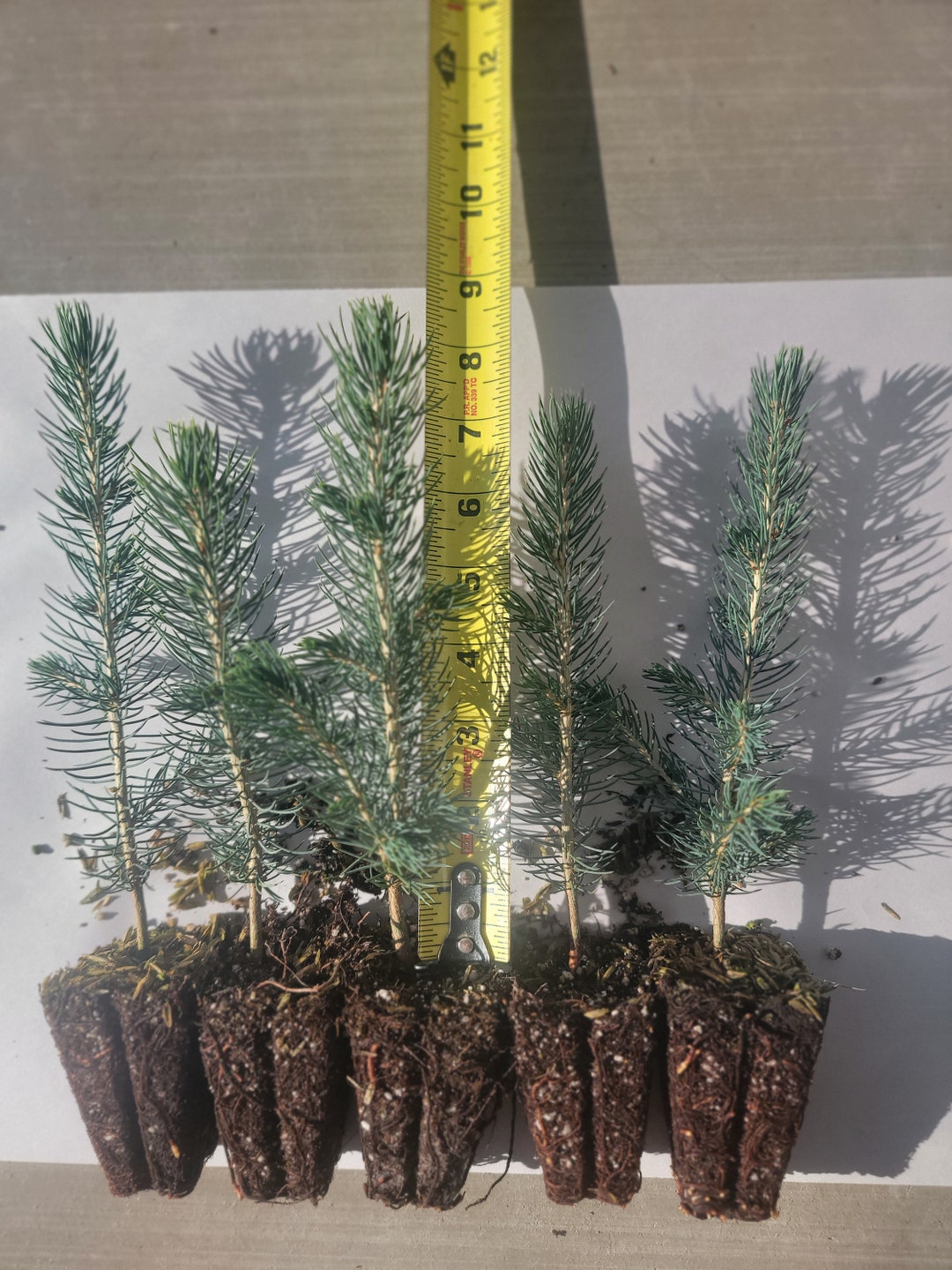 5 PACK, 5-10" Colorado Blue Spruce Transplant, Beautiful Ornamental ...