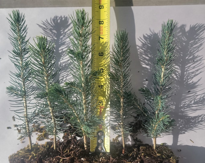 5 PACK, 5-10" Colorado Blue Spruce Transplant, Beautiful Ornamental ...
