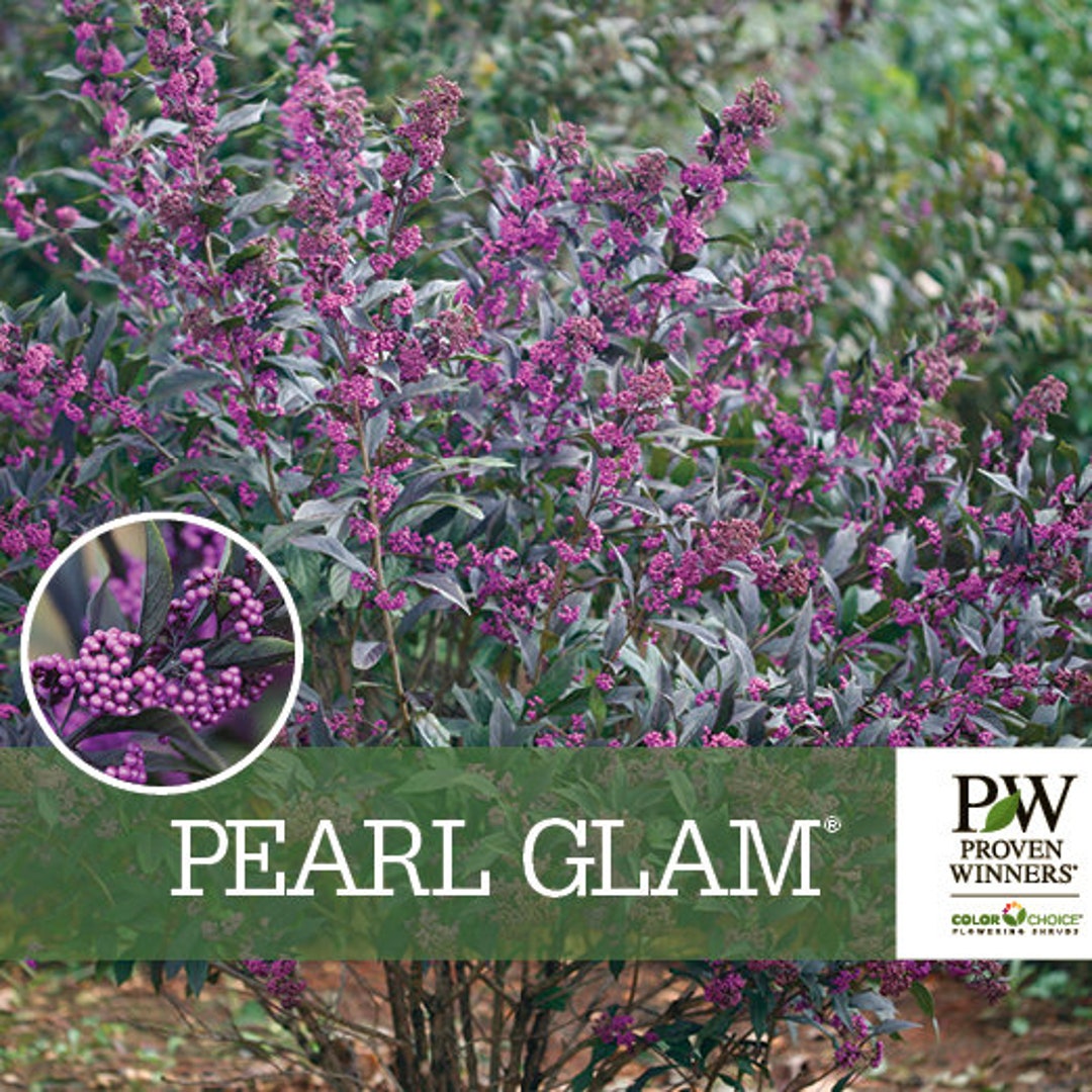 Beautyberry PEARL GLAM® Proven Winners Colorchoice Flowering Shrubs - Etsy