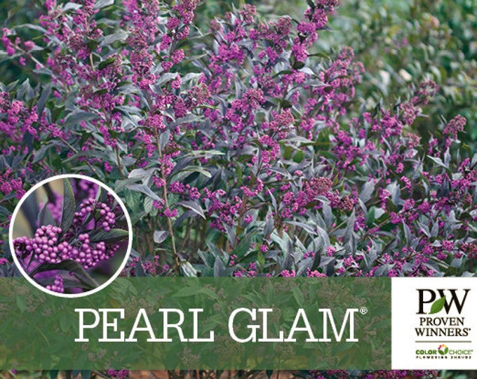 Beautyberry PEARL GLAM® Proven Winners Colorchoice Flowering Shrubs - Etsy