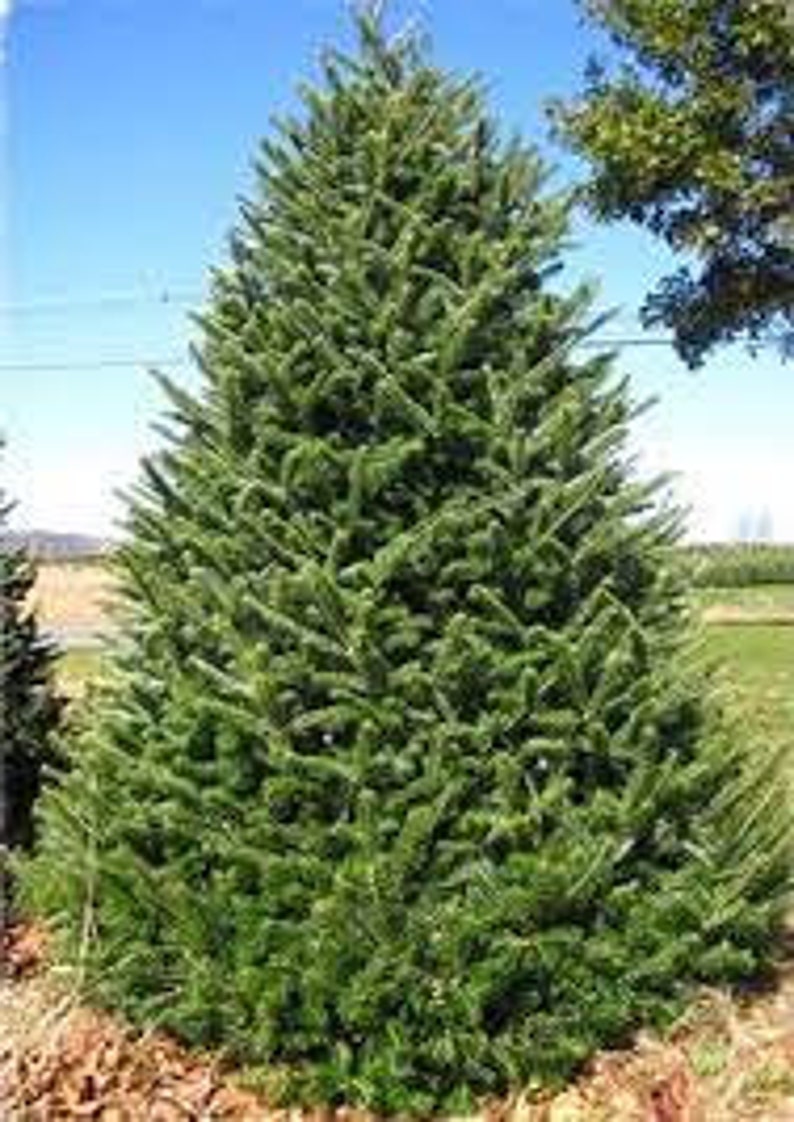 5 PACK, 8-12"" Canaan Fir, Beautiful Ornamental, Very Popular Christmas ...