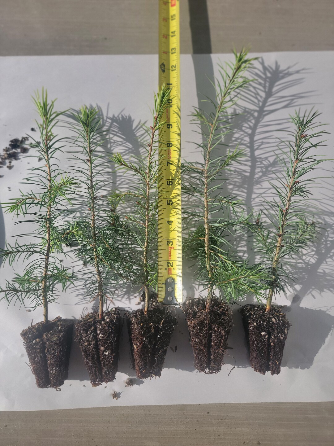 Set of 5, 6-10" Douglas Fir Transplant. Fast Growing Evergreen ...