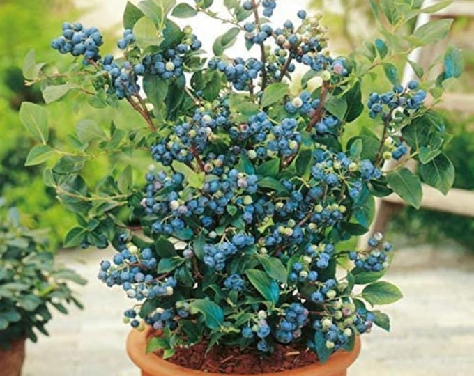Patio or Dwarf Blueberry, Brunswick Blueberry, 6-10" Dwarf Low Growing ...