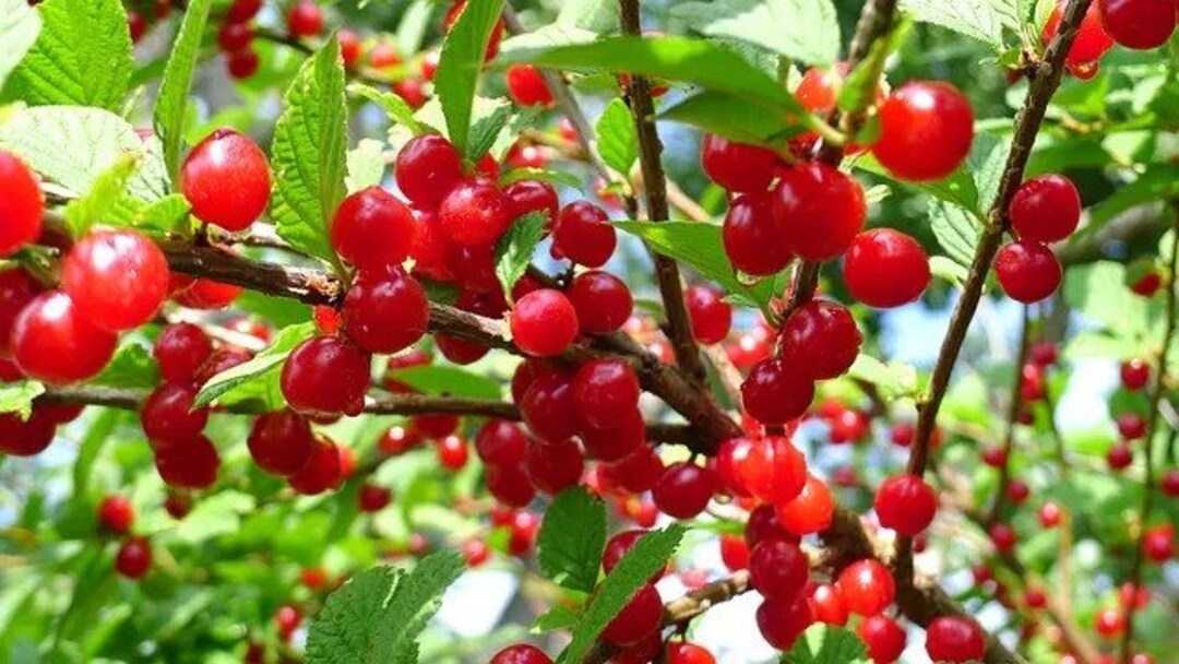 Set of 3 Bush Cherry, Pollenating Set of 3 Varieties Joy, Jan & Joel ...