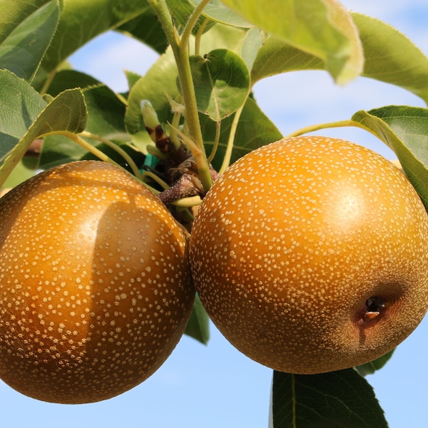 Asian Pear Tree Plant - Etsy