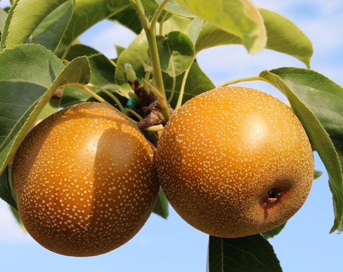 5-6 Ft Hosui Asian Pear Tree, Grafted, Semi Dwarf, Sweet & Crisp - Etsy
