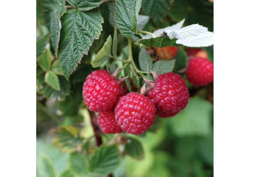 Heritage Red Raspberry, Starter Plants, Quart Size - Etsy