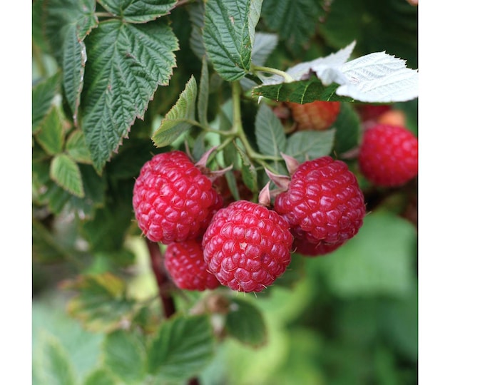 3 Raspberry Plants "heritage" Everbearing, Red(3 Large, 1 Year Old ...