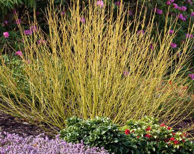 Set of 3 Yellow Twig Dogwood 12-18" Free Shipping - Etsy