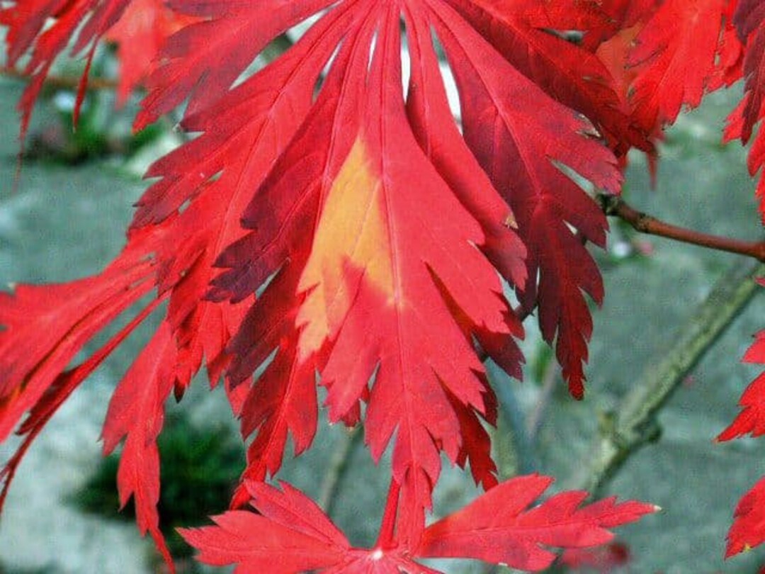 Full Moon Japanese Maple 25+ Seeds, Fresh 2025 Harvest, Beautiful Color ...