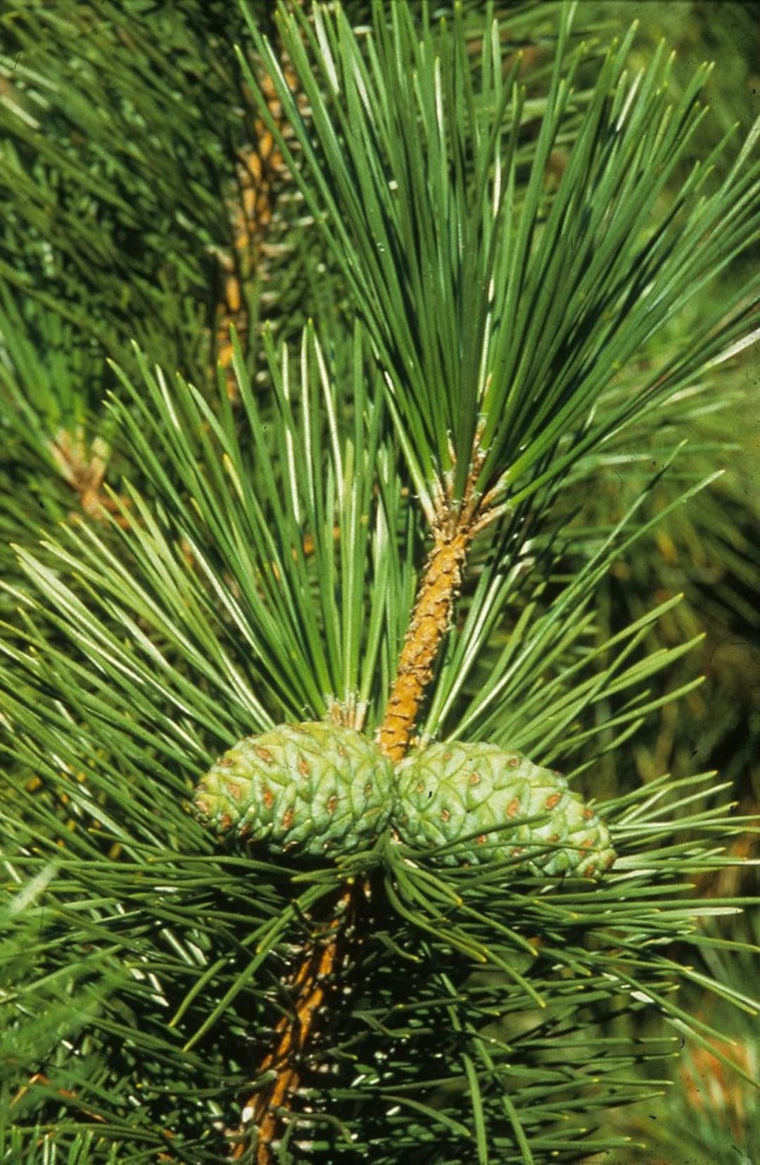 5 Pack of 6-10 Japanese Black Pine Seedlings, Beautiful Ornamental ...