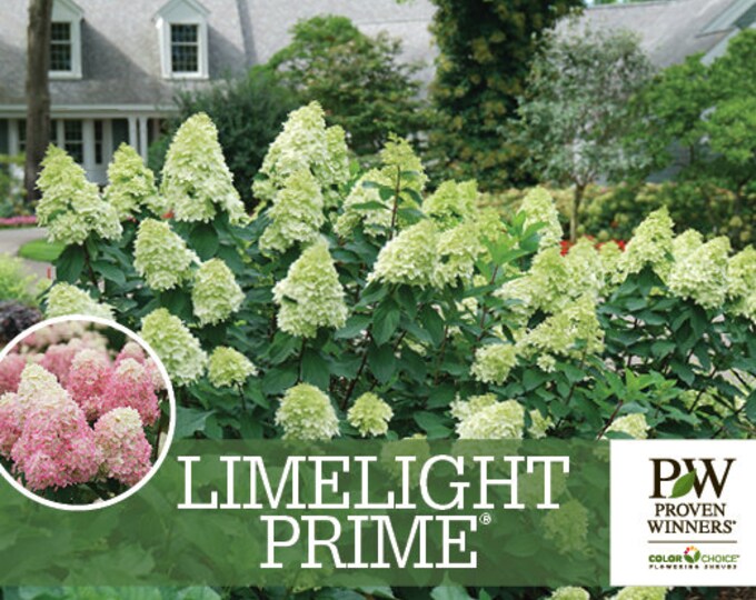 LIMELIGHT PRIME® Proven Winners Colorchoice Flowering Shrubs Panicle ...
