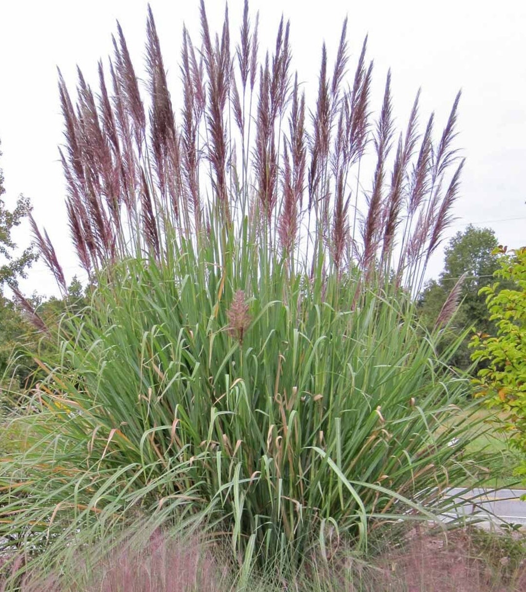 10-15" Tall Starts, "plume Grass , Saccharum Ravennae, Hardy Ornamental ...