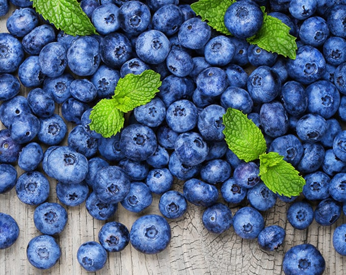 Razz Blueberry 8-12" Starter Plants, the Worlds Most Unique Tasting ...