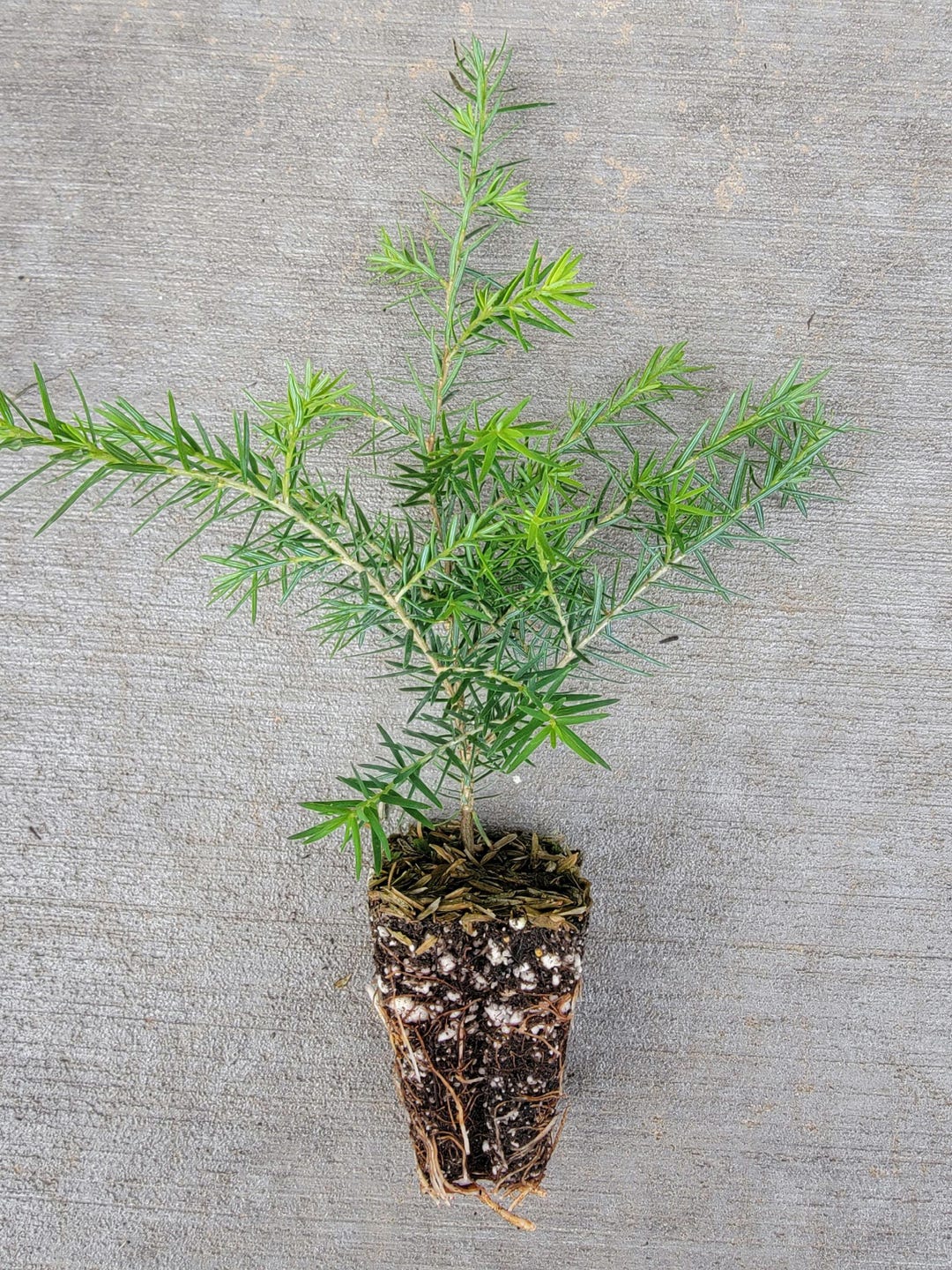 5 Pack 4-8" Canadian Hemlock Plugs. Fast Growing Evergreen, Beautiful ...