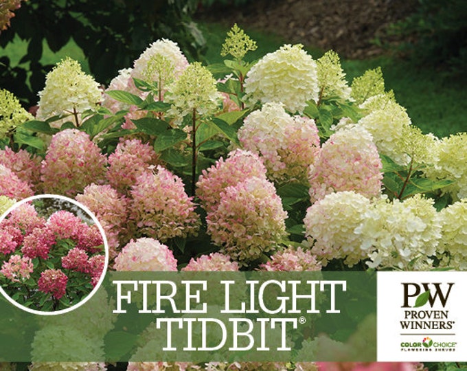 FIRE LIGHT TIDBIT, 4" Pot Size ® Proven Winners Colorchoice Flowering ...