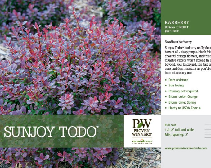 Barberry SUNJOY TODO® Proven Winners Colorchoice Flowering Shrubs ...