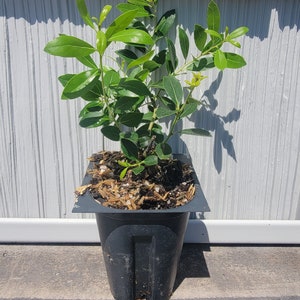 SQUEEZEBOX Holly - Inkberry, UPRIGHT HABIT, Proven Winners, - Etsy