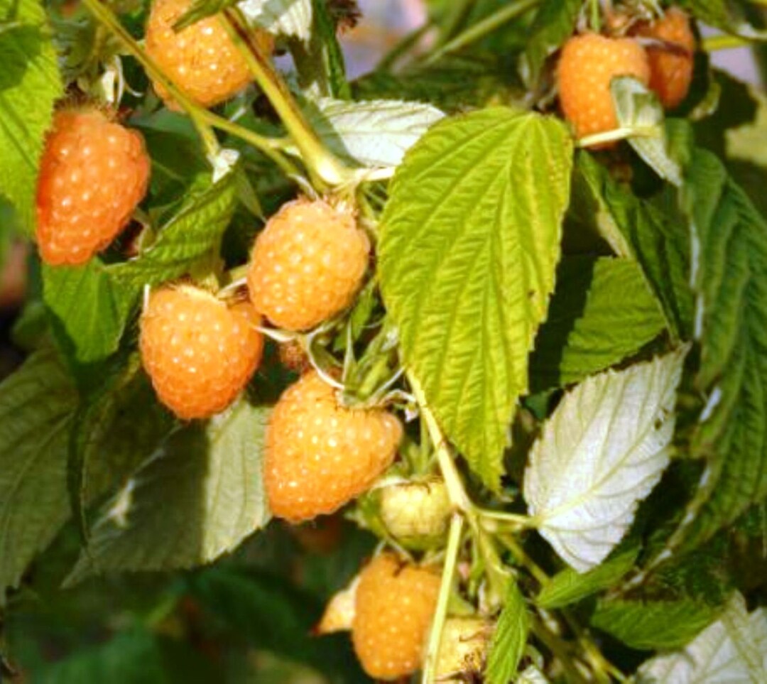 Set of 2 Fall Gold Raspberry 4 Pot Size - Etsy